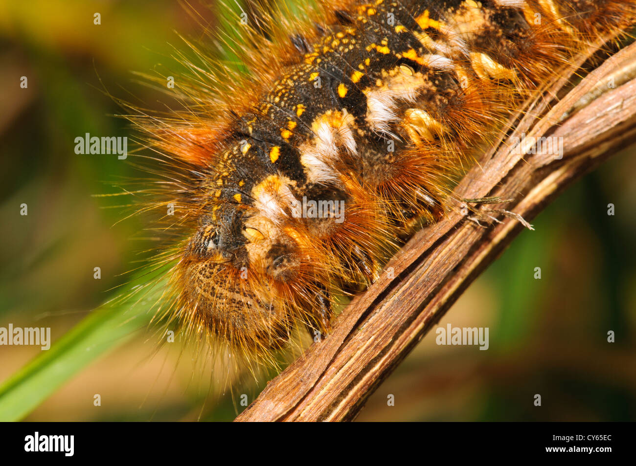 Dead caterpillar hi-res stock photography and images - Alamy