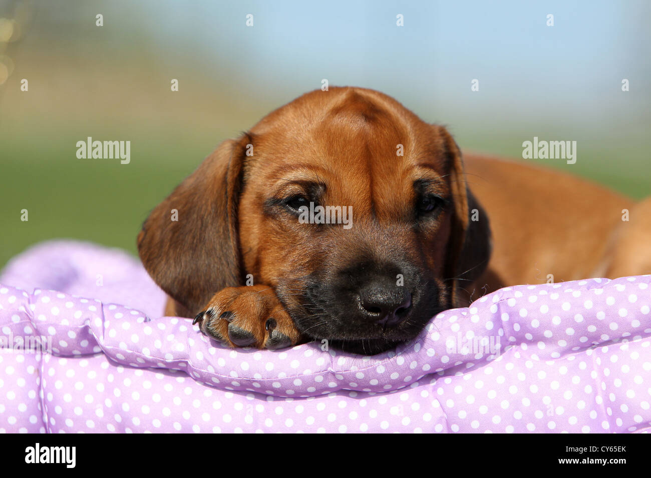 Rhodesian Ridgeback Puppy Stock Photo - Alamy