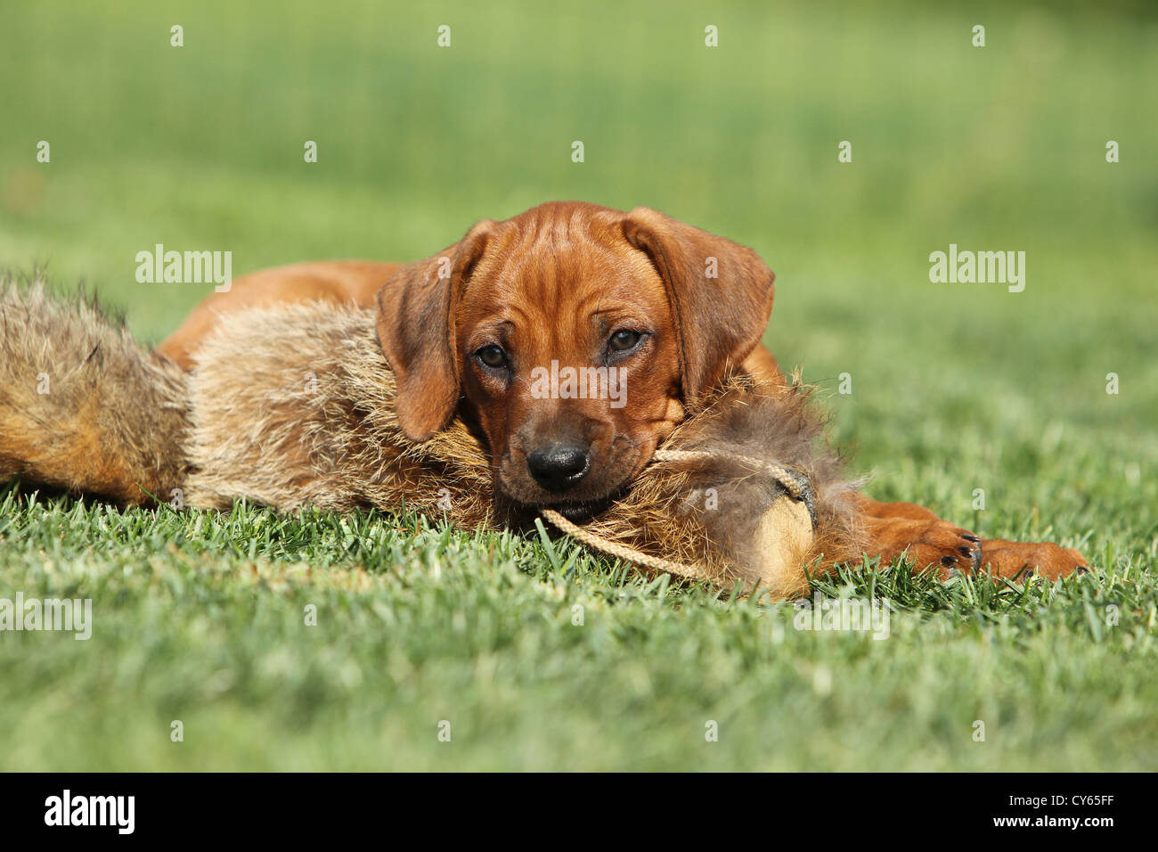 Rhodesian Ridgeback Puppy Stock Photo - Alamy