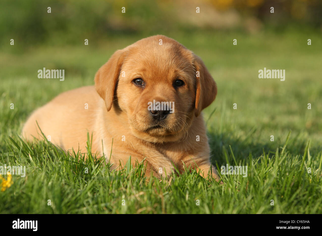 Labrador Retriever Puppy Stock Photo - Alamy