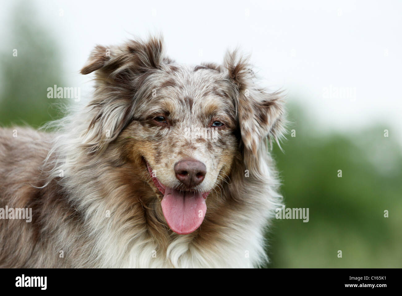 Australian Shepherd Profil Stock Photo - Alamy