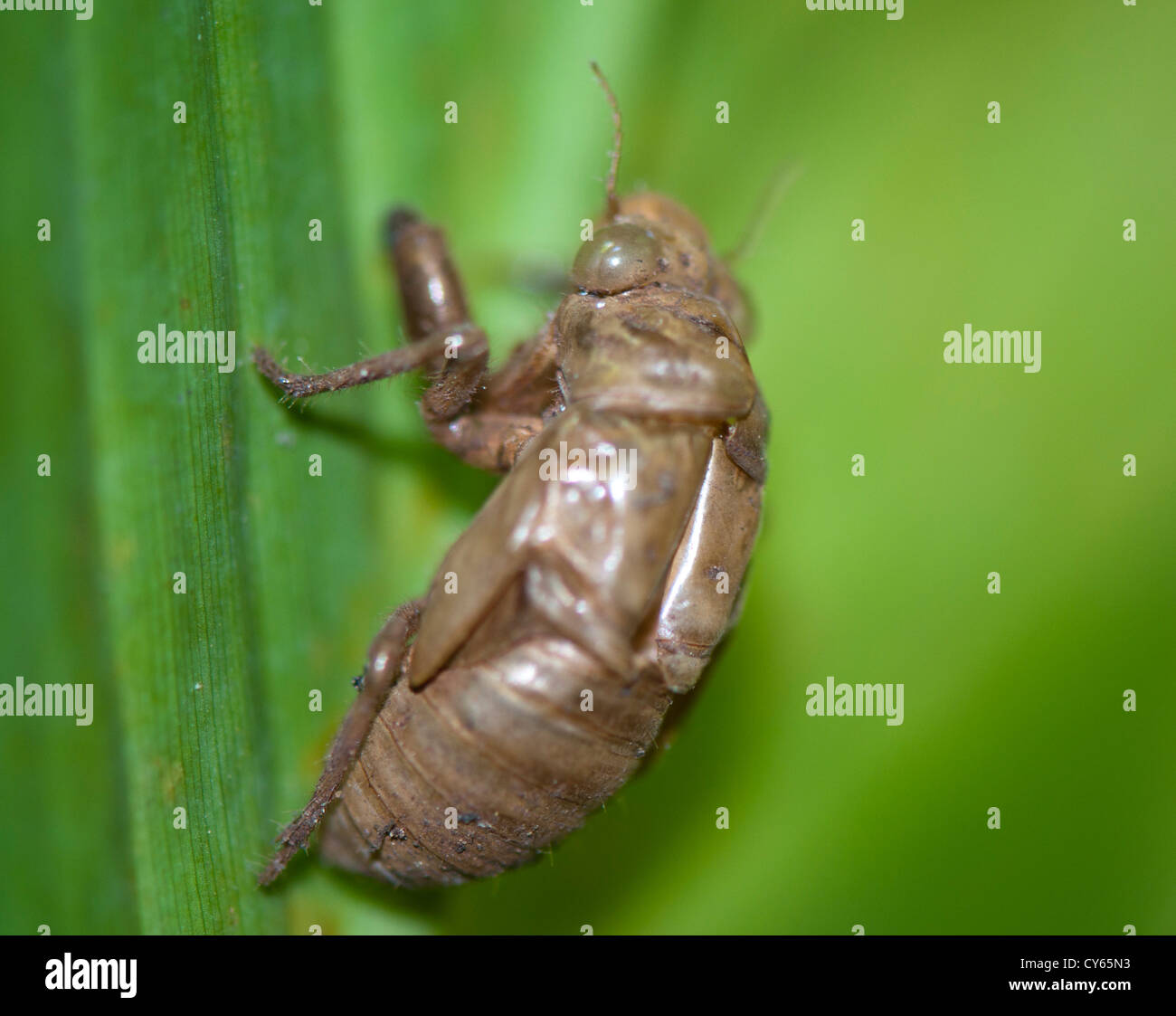 Cicadas hi-res stock photography and images - Alamy