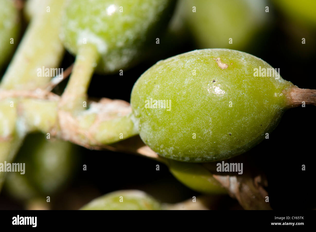 Cardamom plant hi-res stock photography and images - Alamy