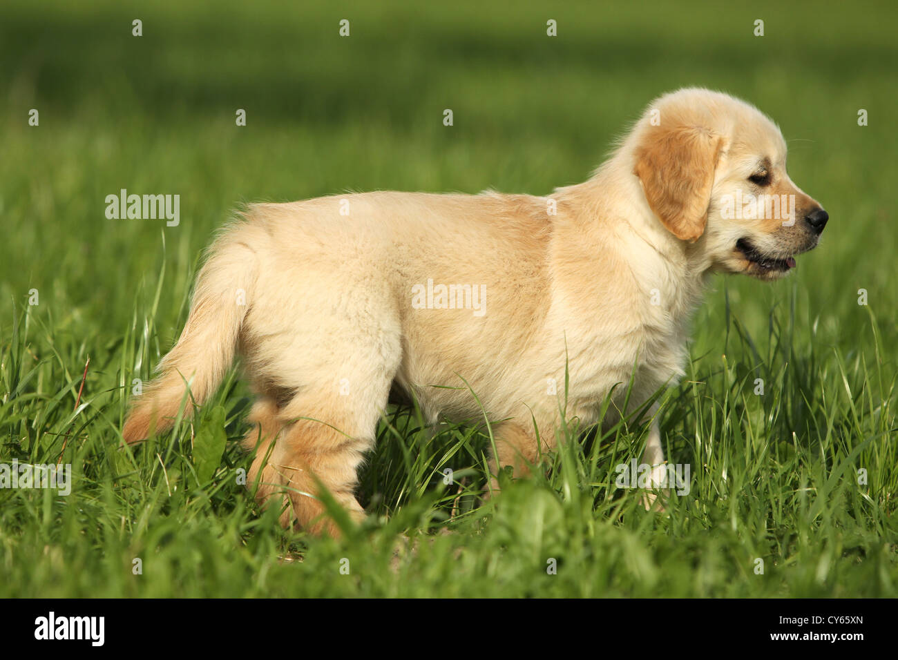 Golden Retriever Puppy Stock Photo - Alamy