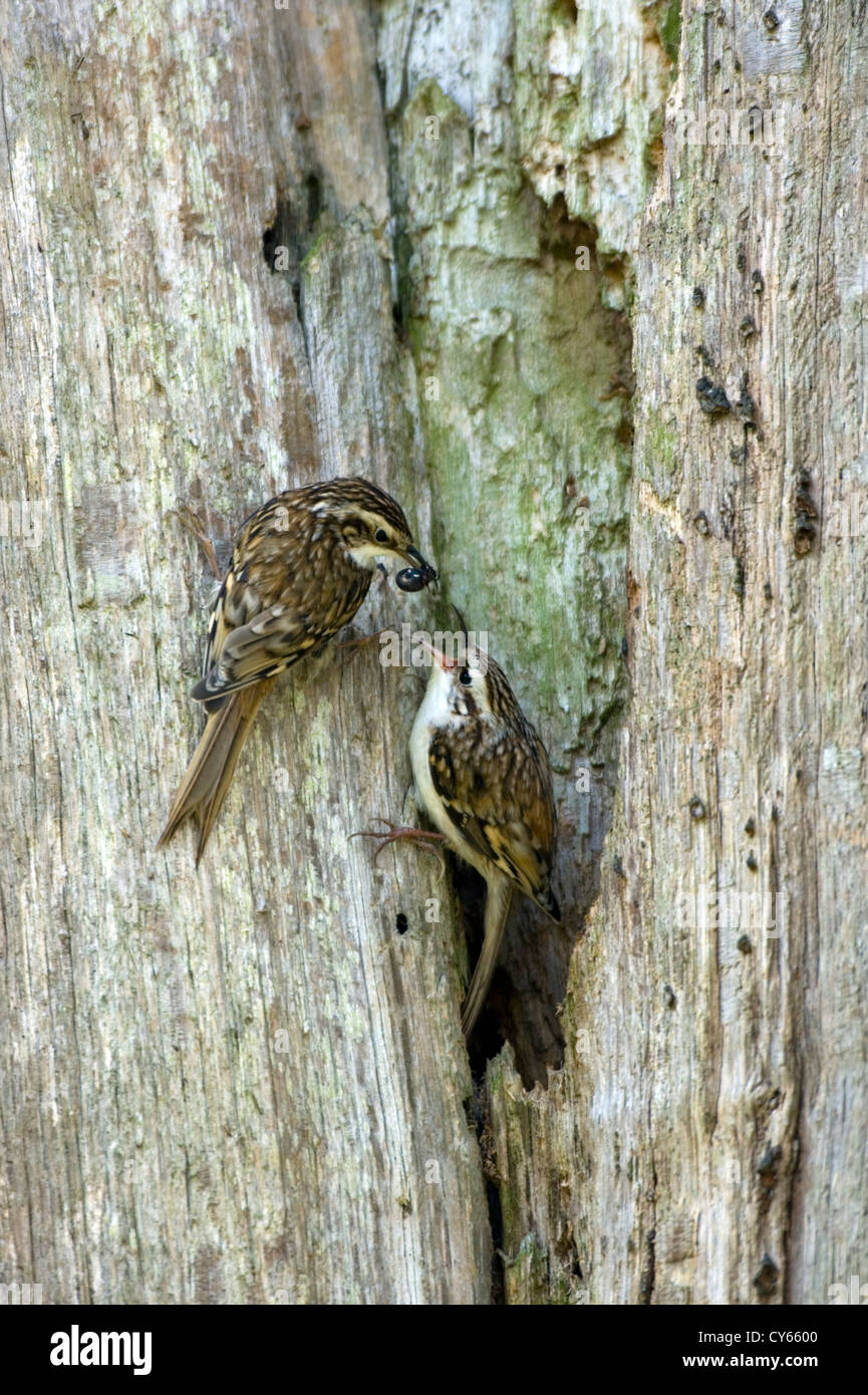 Eurasian treecreeper (Certhia familiaris Stock Photo - Alamy