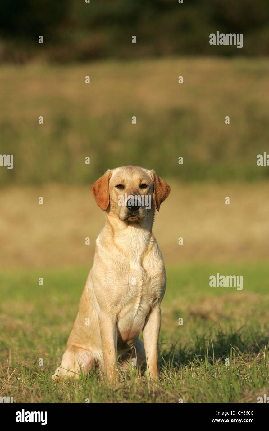 sitting Labrador Retriever Stock Photo - Alamy