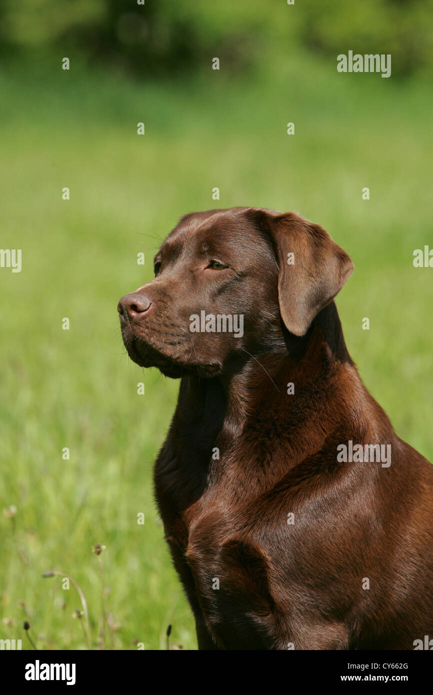 Labrador Retriever Portrait Stock Photo - Alamy