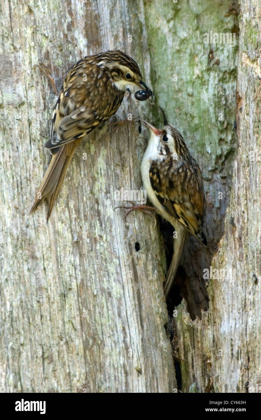 British treecreeper hi-res stock photography and images - Alamy
