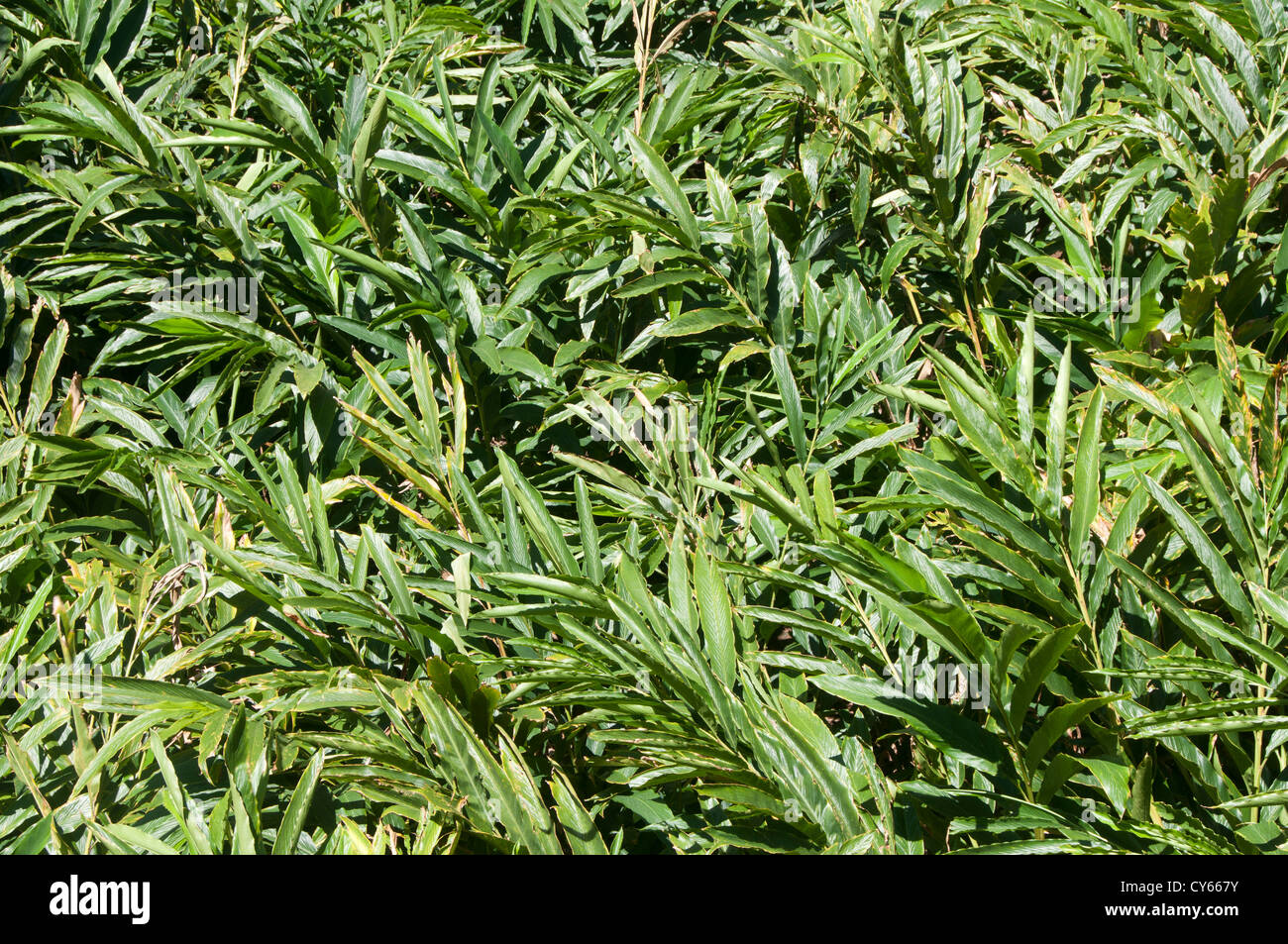 Cardamom farming, Cochin Kerala India Stock Photo - Alamy