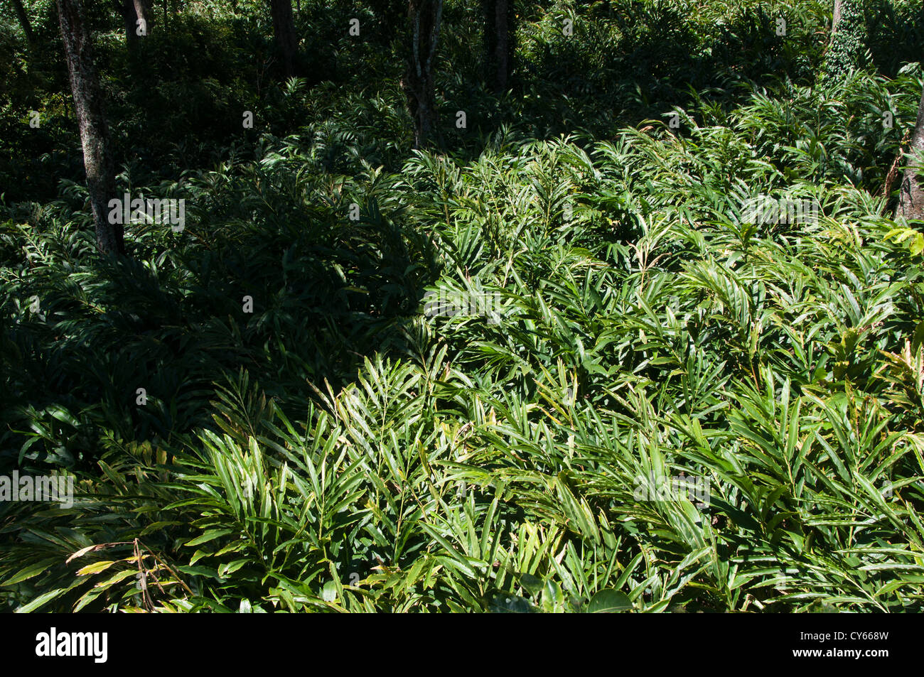 Cardamom farming, Cochin Kerala India Stock Photo - Alamy