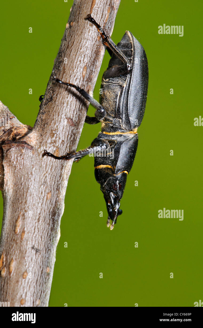 An adult lesser stag beetle (Dorcus parallelopipedus) on a twig in a ...