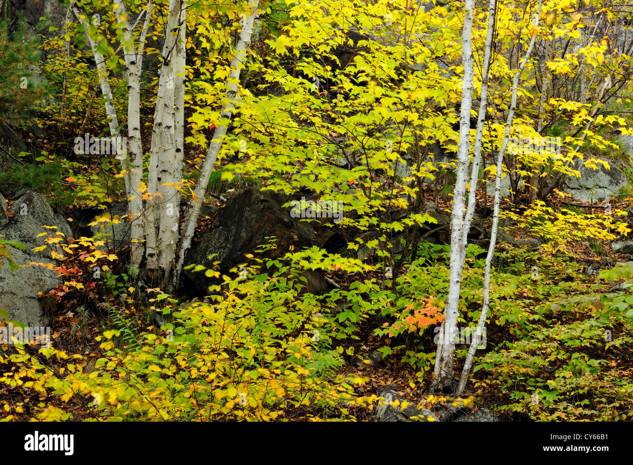 Rock outcrop in a naturalized backyard, with birch trees, Greater ...