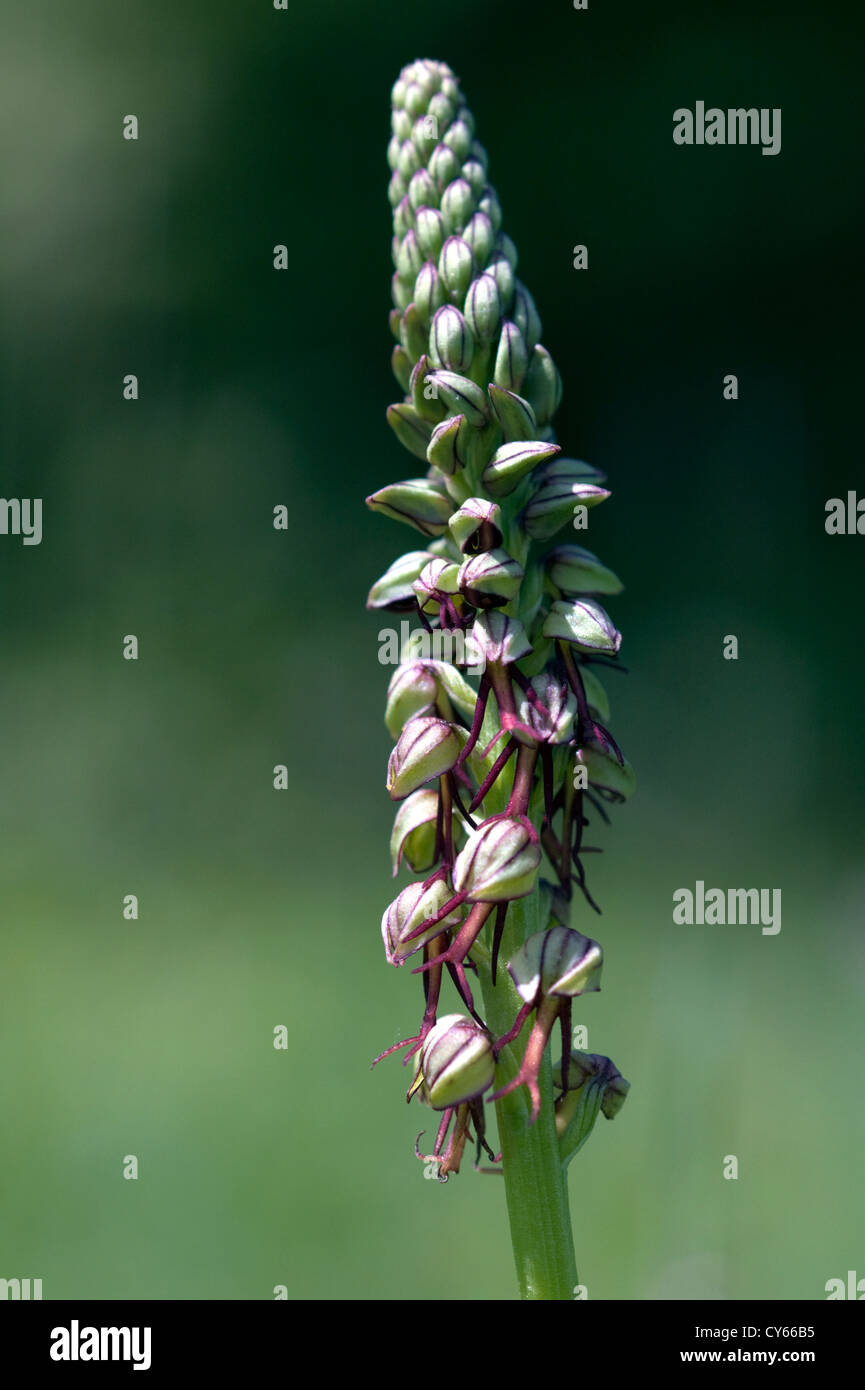 Man orchid (Orchis anthropophora Stock Photo - Alamy