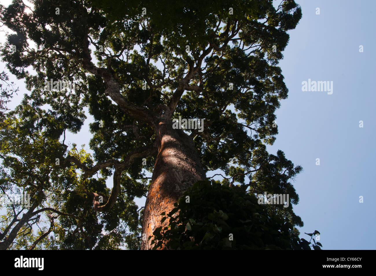 Big mango tree hi-res stock photography and images - Alamy