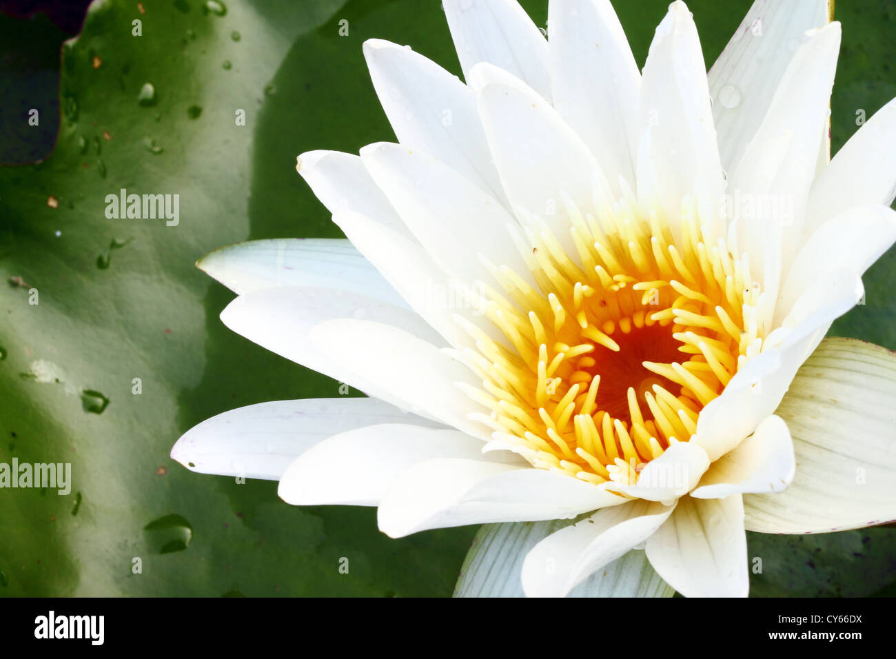 Close up white lotus green leaf in water pond hi-res stock photography ...