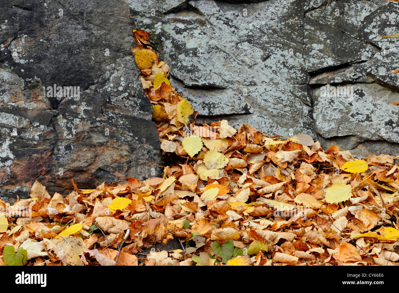 Rock outcrop in a naturalized backyard, with fallen leaves, Greater ...