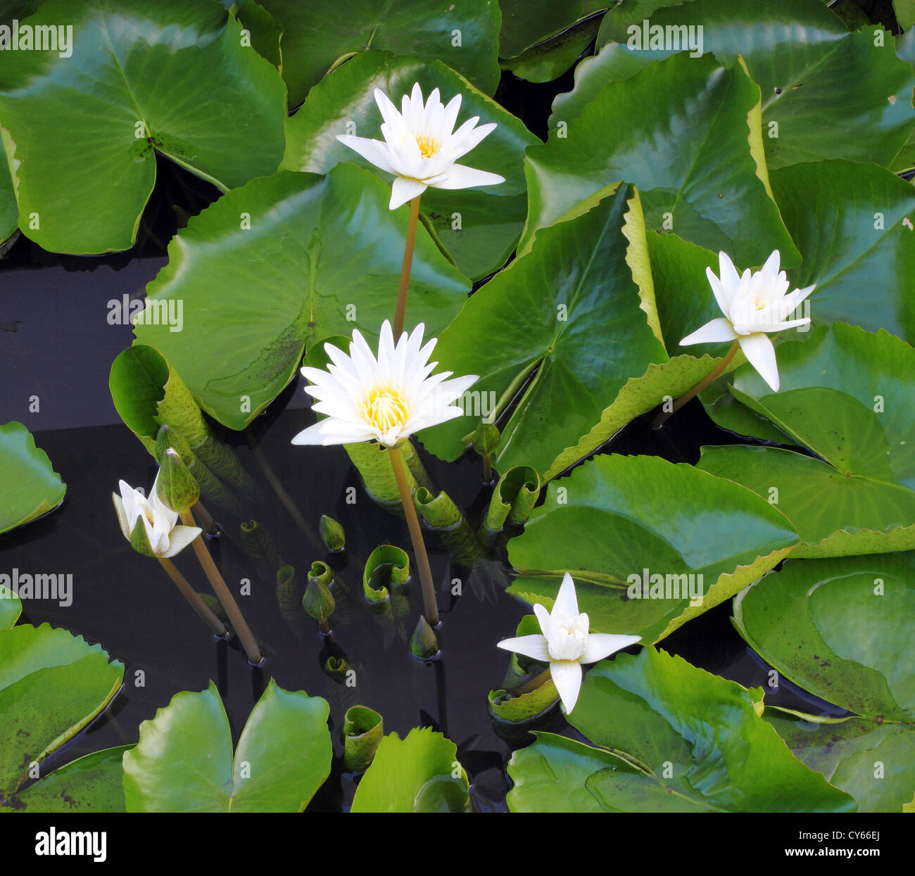 white lotus flower in the river Stock Photo - Alamy
