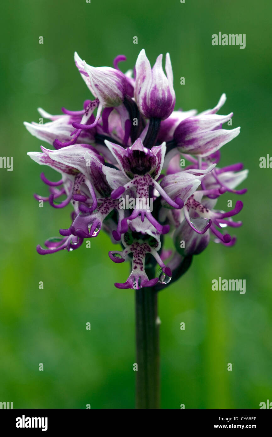 Monkey orchid (Orchis simia Stock Photo - Alamy