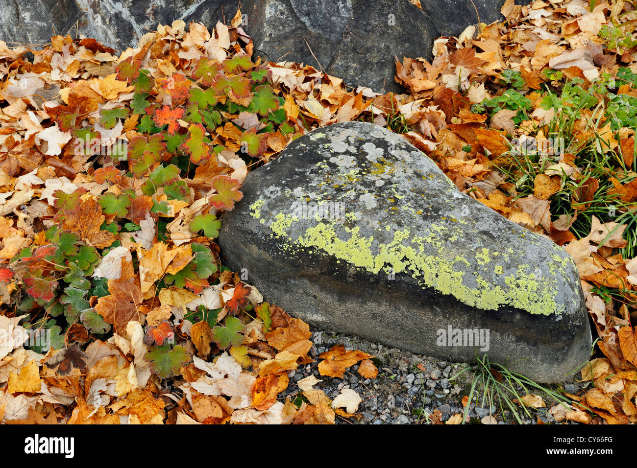 Rock outcrop in a naturalized backyard, with fallen leaves, Greater ...