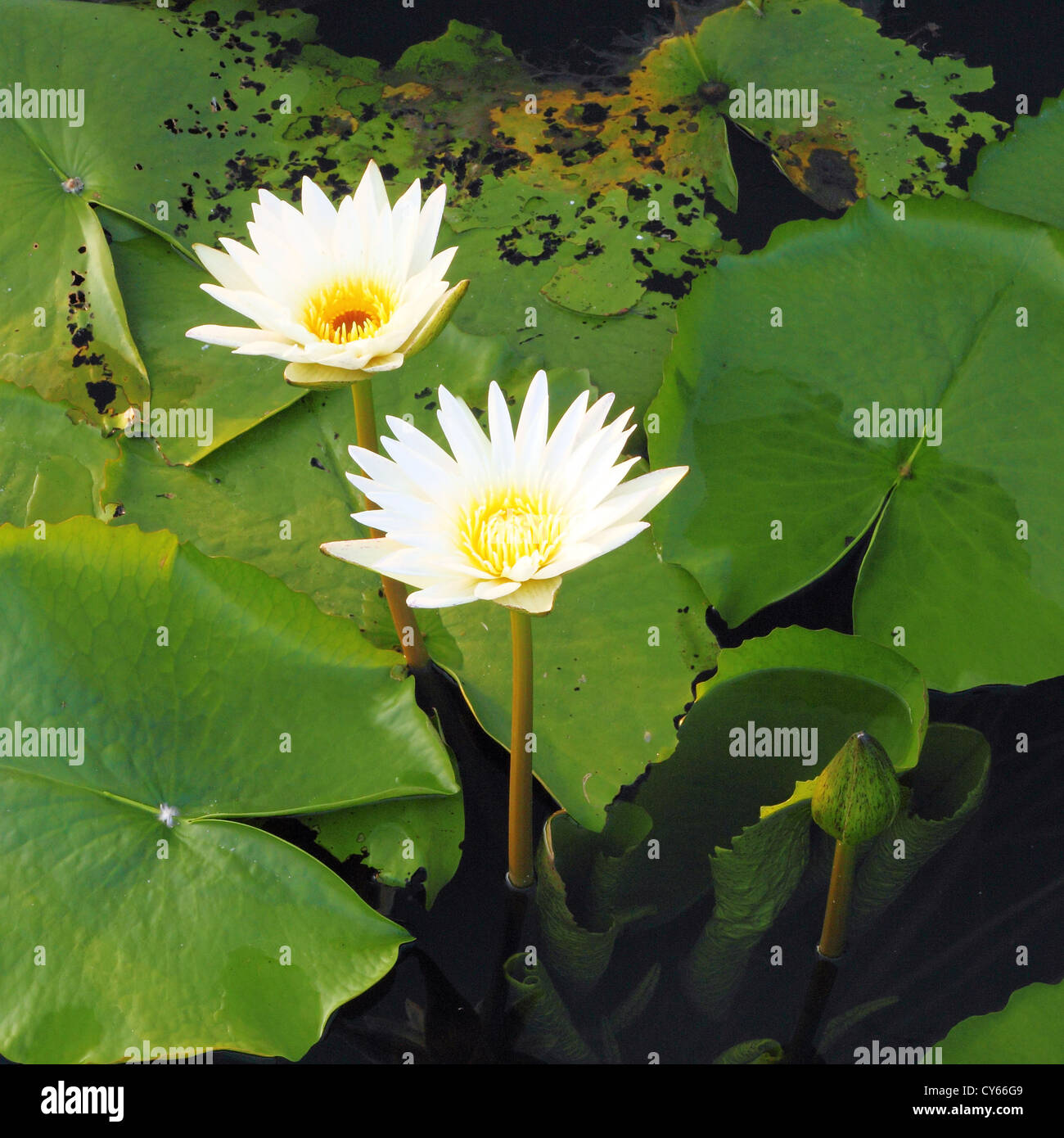 two white lotus flower in the river Stock Photo - Alamy