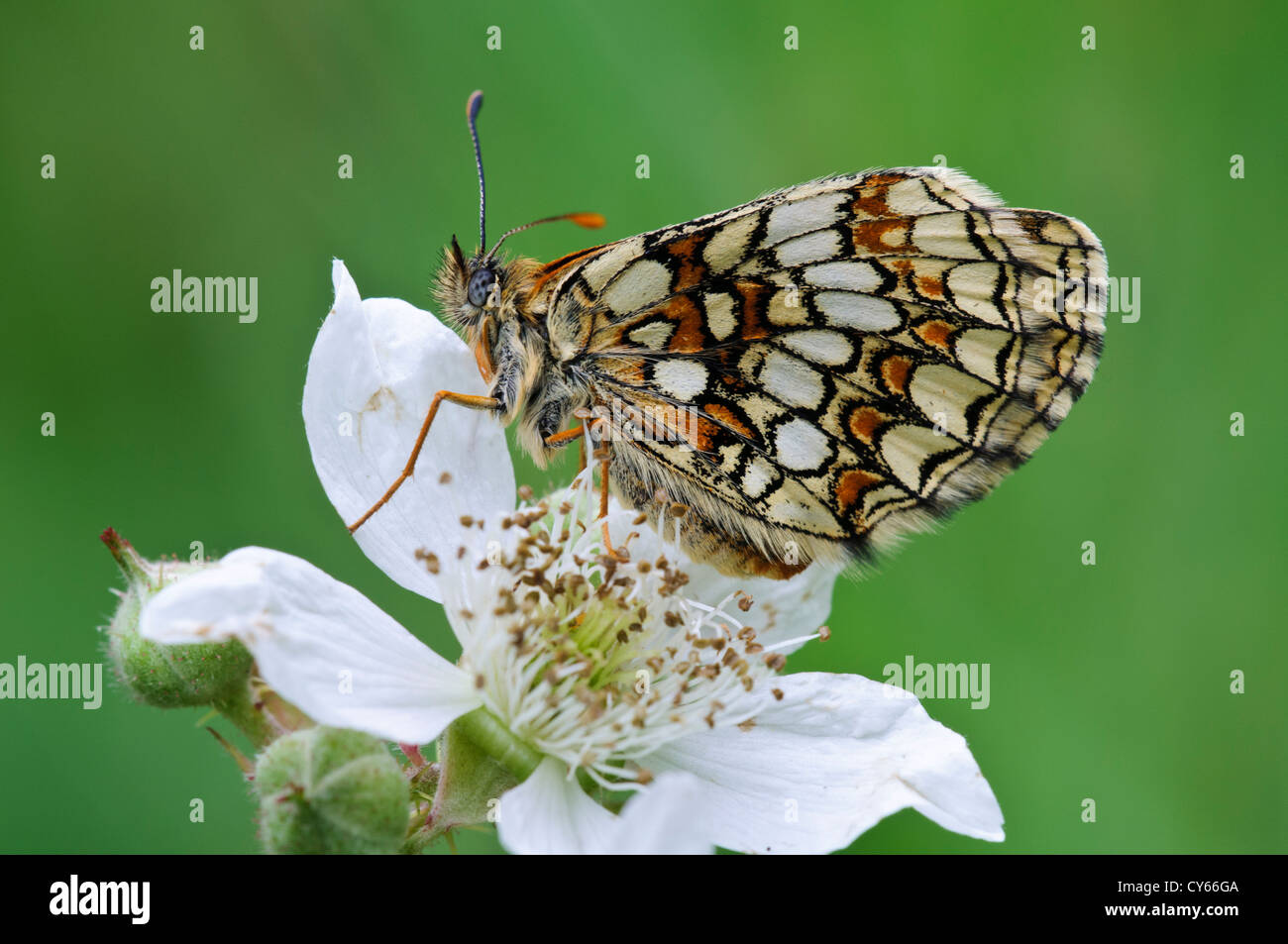 An adult of the rare heath fritillary butterfly (Melitaea athalia ...
