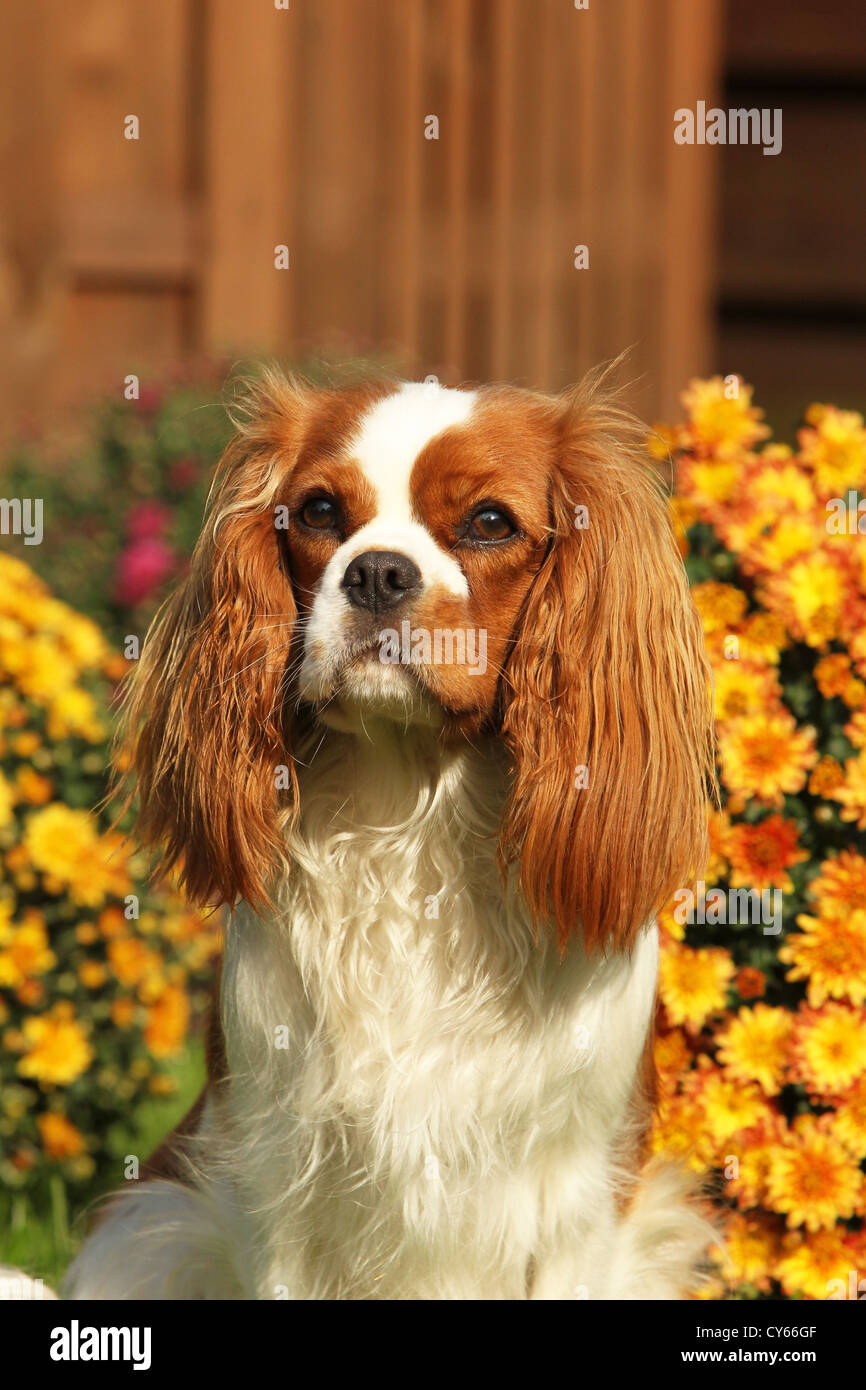 Cavalier King Charles Spaniel Portrait Stock Photo - Alamy