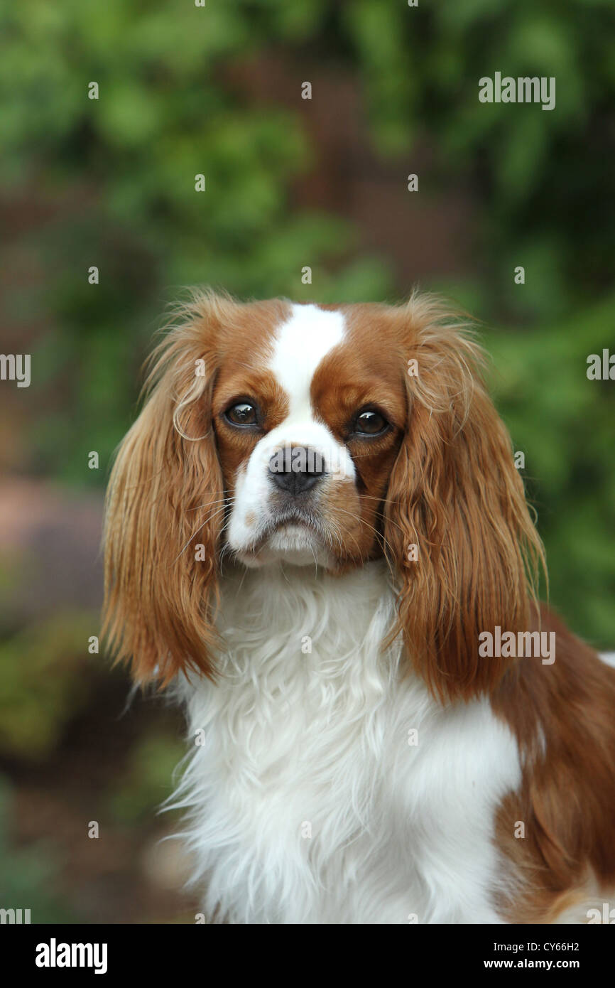 Cavalier King Charles Spaniel Portrait Stock Photo - Alamy
