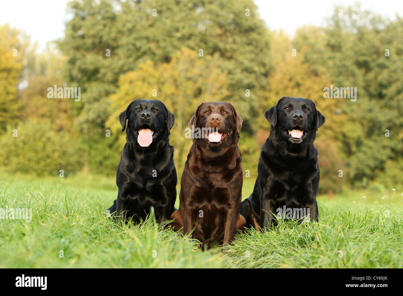 Three labradors sitting hi-res stock photography and images - Alamy