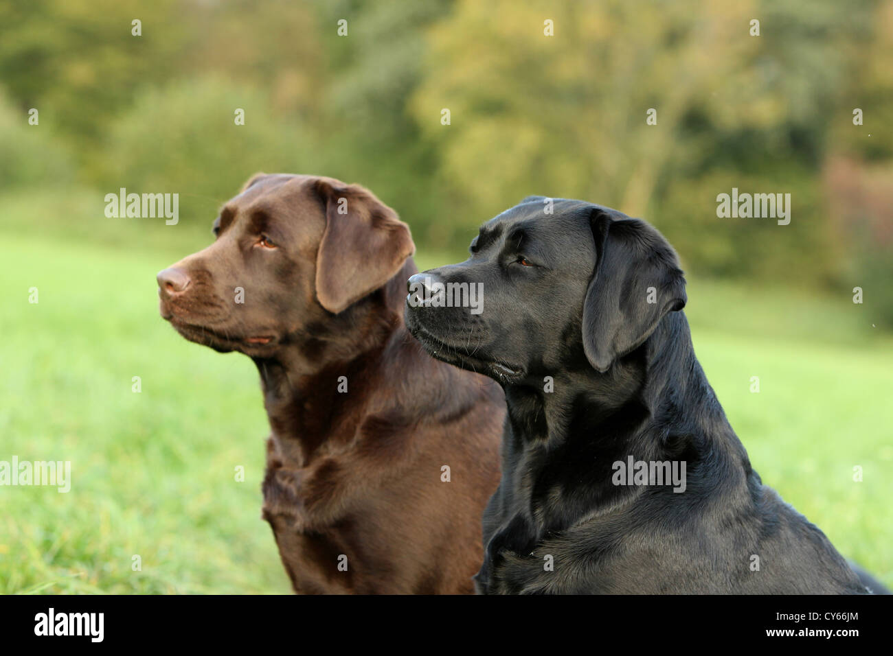 Labrador Retriever Portrait Stock Photo - Alamy