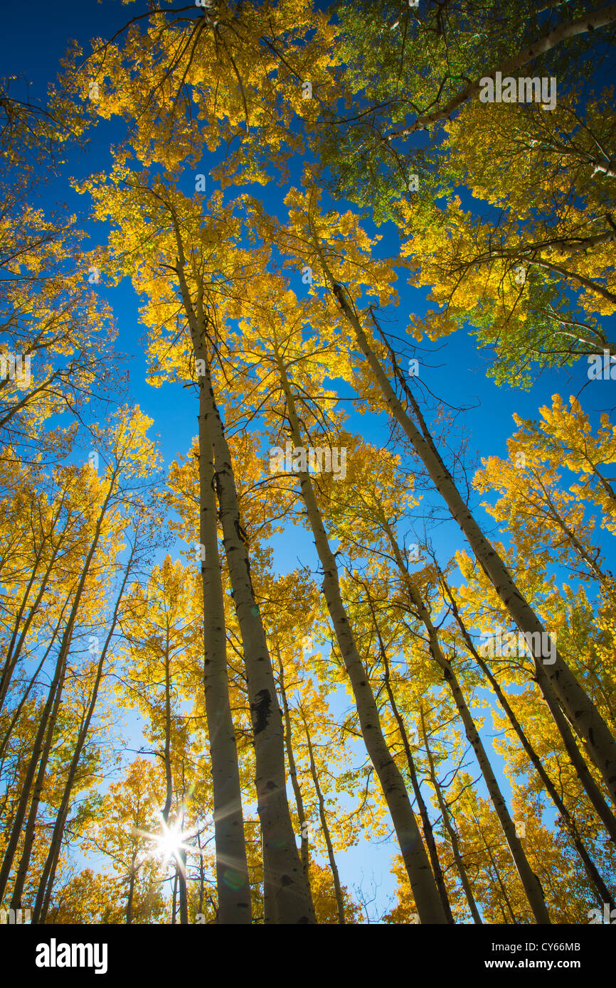 Aspen grove in fall colors in the San Juan mountains of Colorado Stock ...