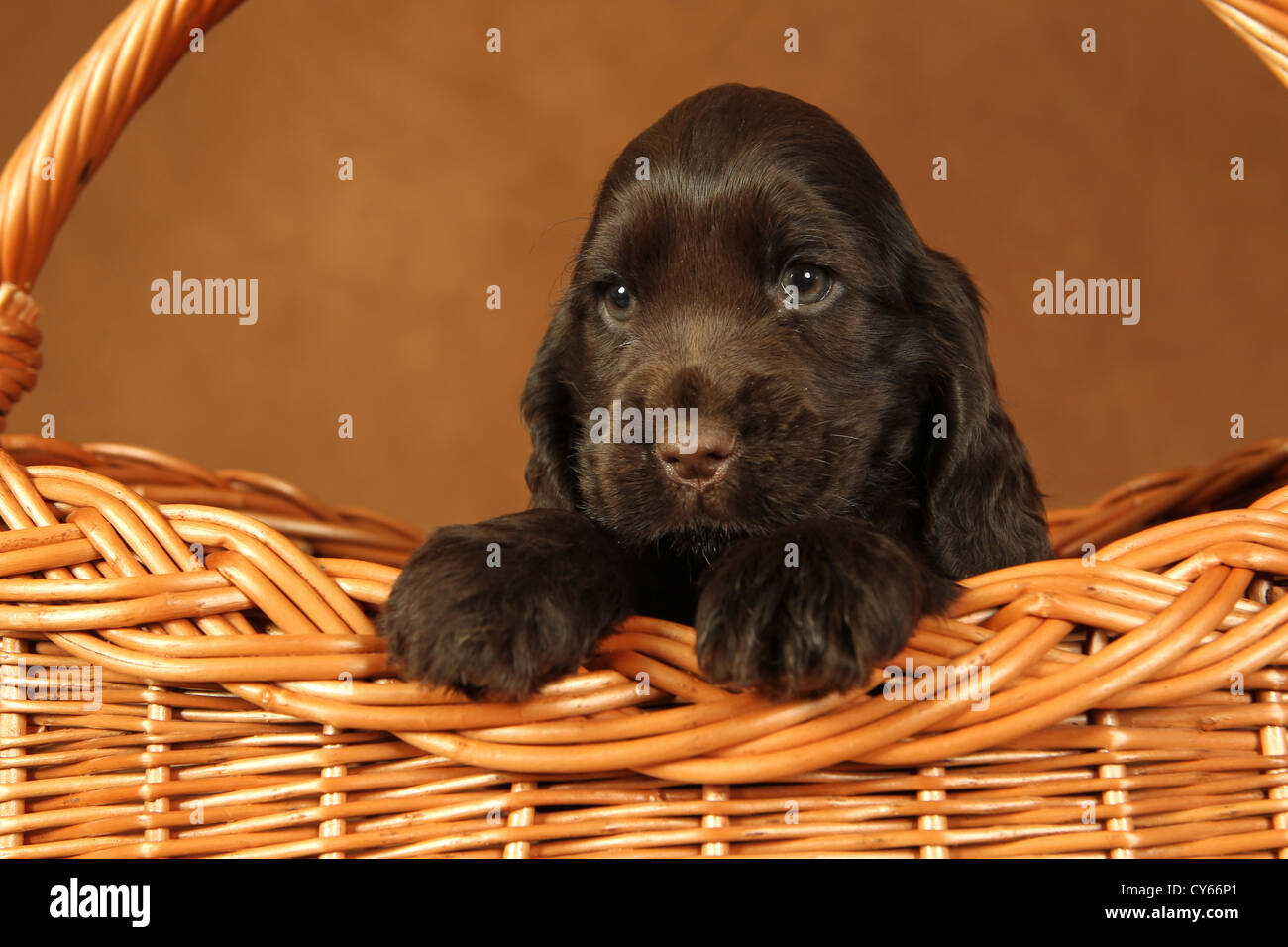 English Cocker Spaniel Puppy Stock Photo - Alamy