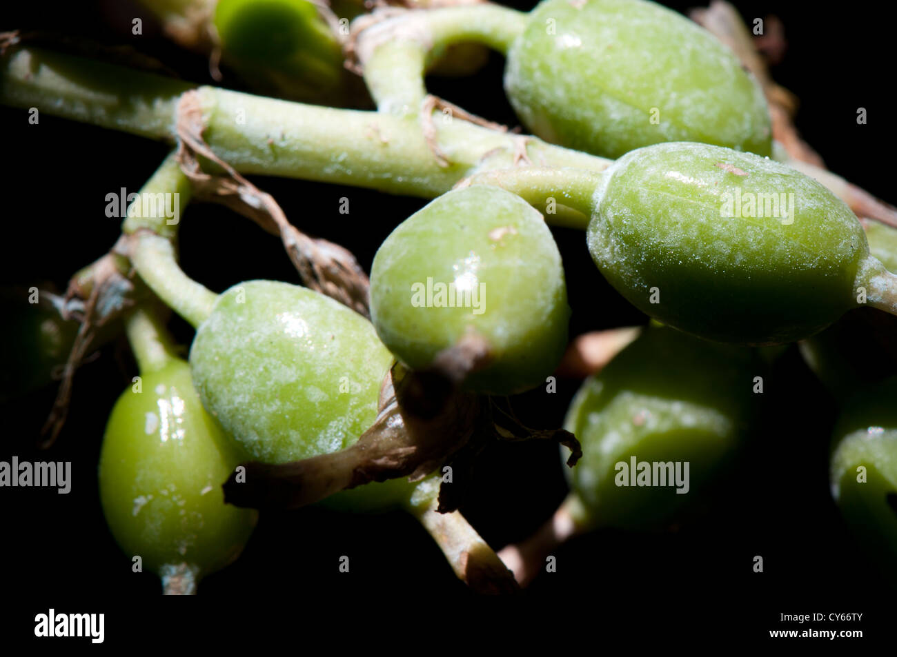Cardamom plant hi-res stock photography and images - Alamy