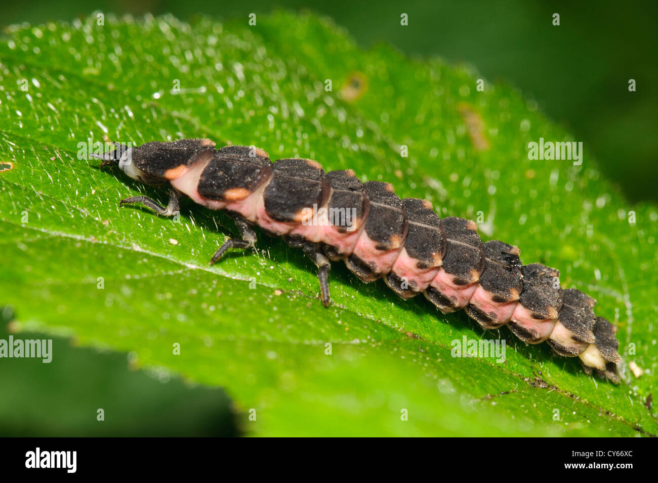 The larva of a glow-worm (Lampyris noctiluca) on a leaf in East Blean ...