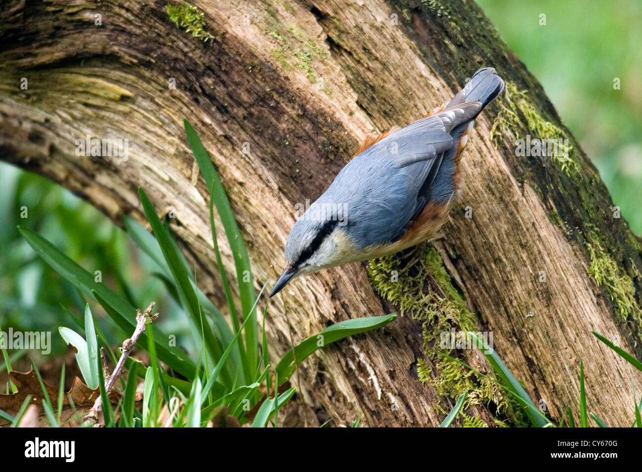 Eurasian nuthatch (Sitta europaea Stock Photo - Alamy