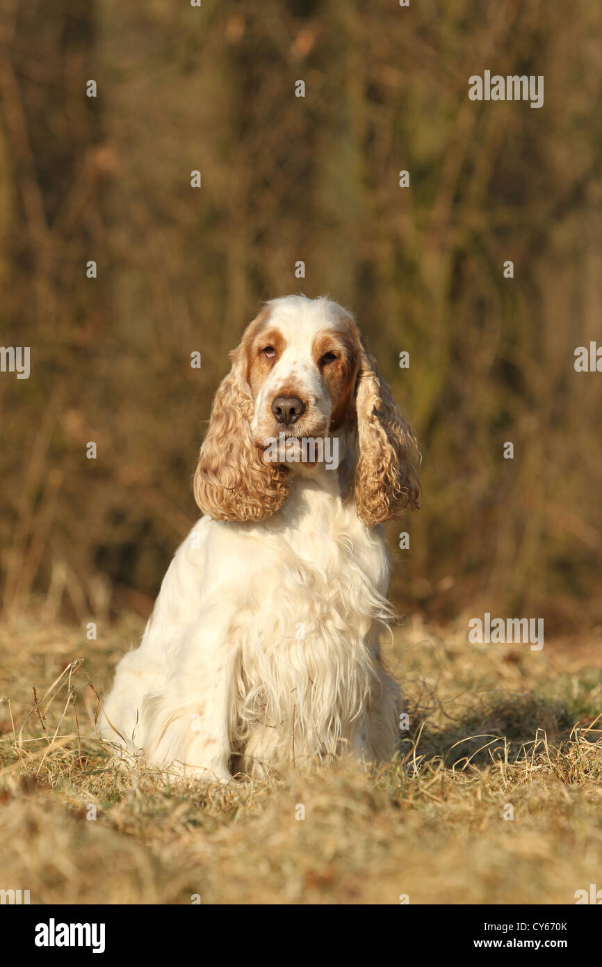 sitting English Cocker Spaniel Stock Photo - Alamy