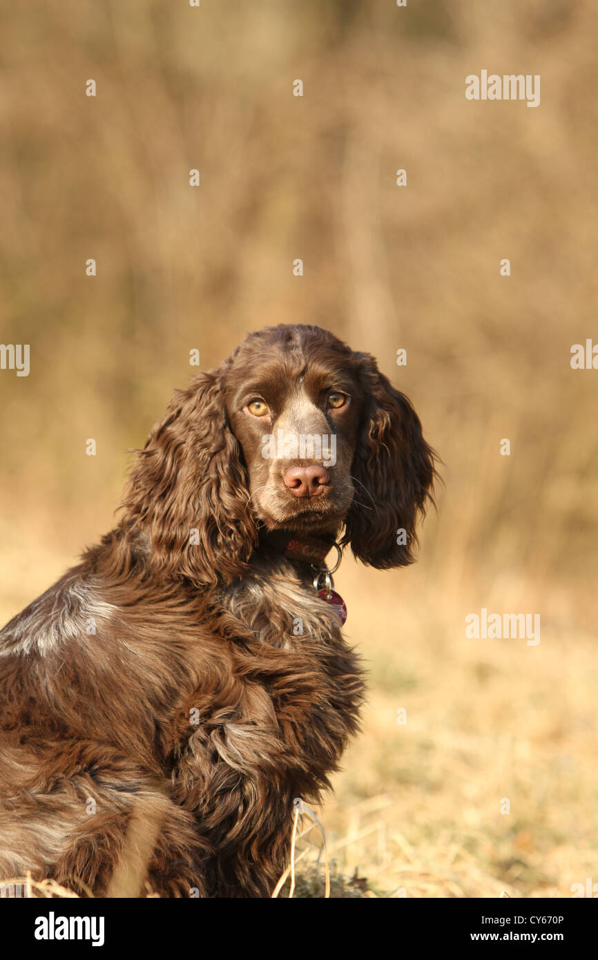 English Cocker Spaniel Portrait Stock Photo - Alamy