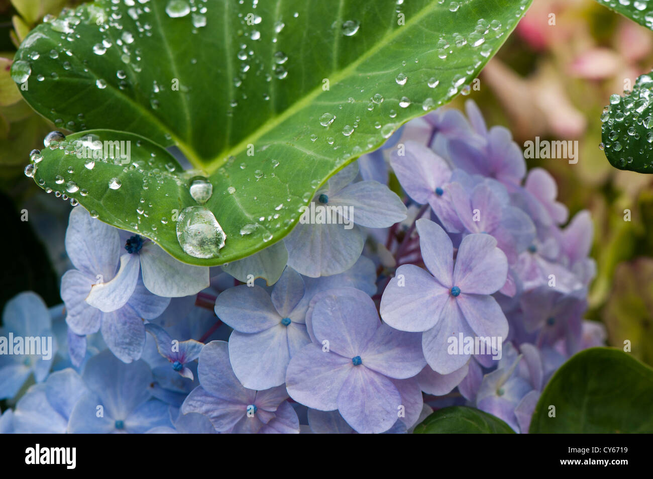 Wild flora kerala hi-res stock photography and images - Alamy