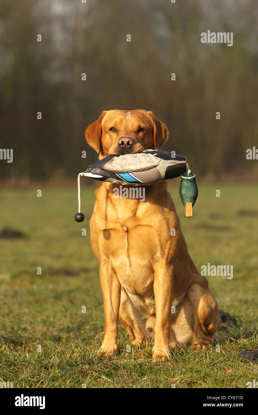 retrieving Labrador Retriever Stock Photo - Alamy