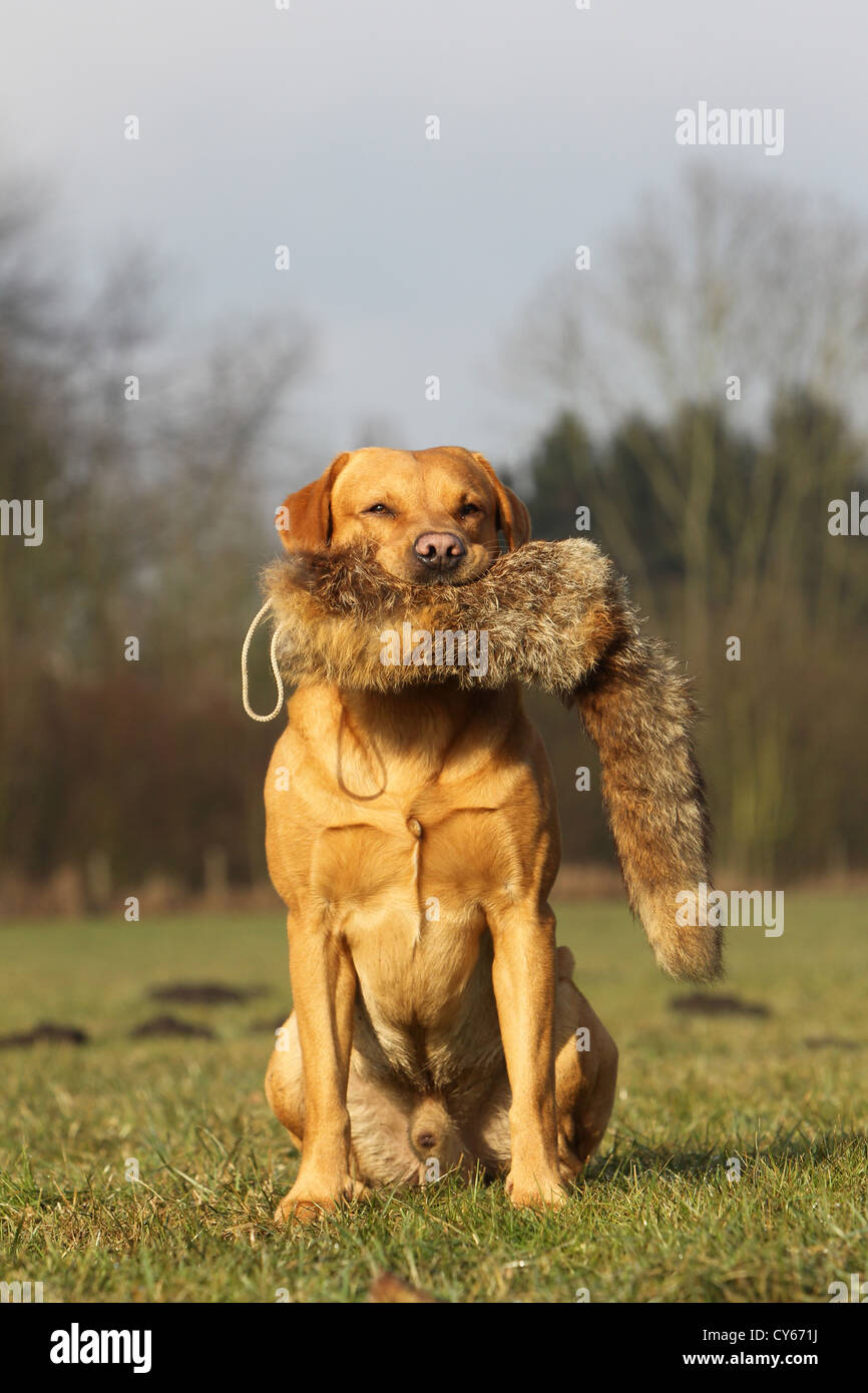 retrieving Labrador Retriever Stock Photo - Alamy