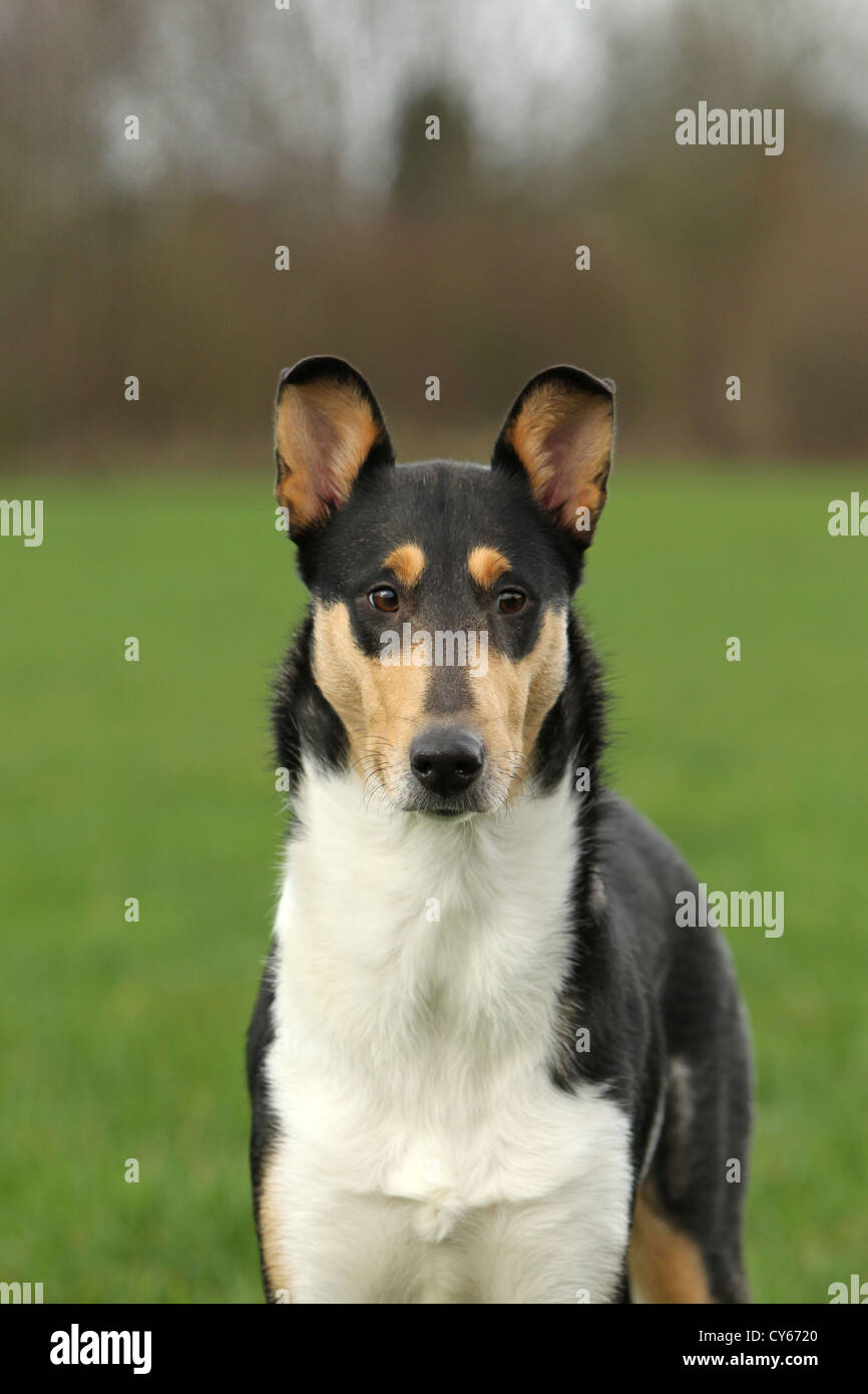 shorthaired Collie Portrait Stock Photo - Alamy