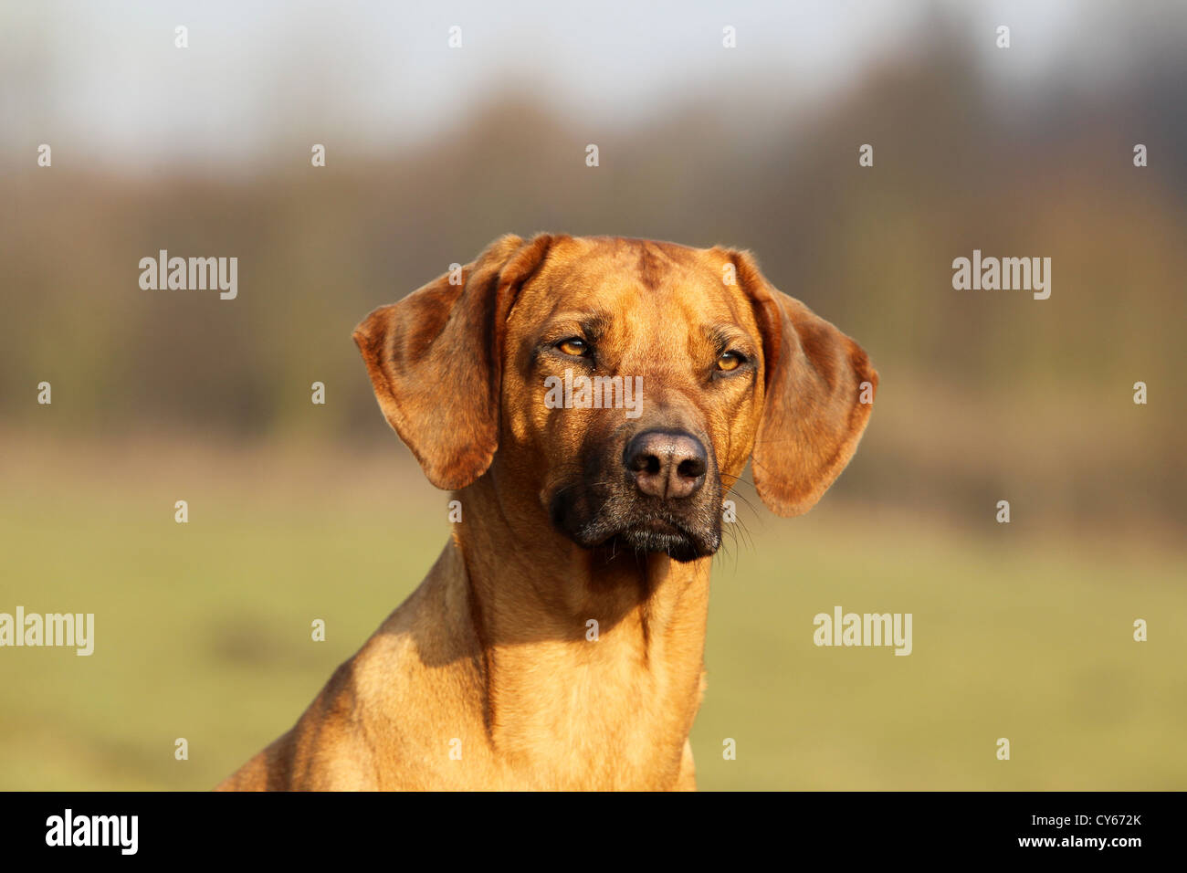 Rhodesian Ridgeback Portrait Stock Photo - Alamy