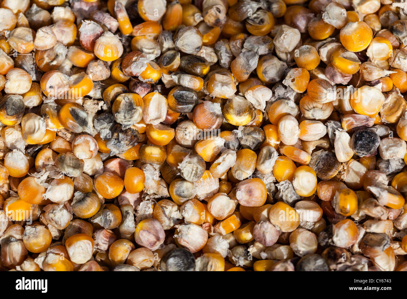 Corn drying in the sun, Nepal Stock Photo - Alamy