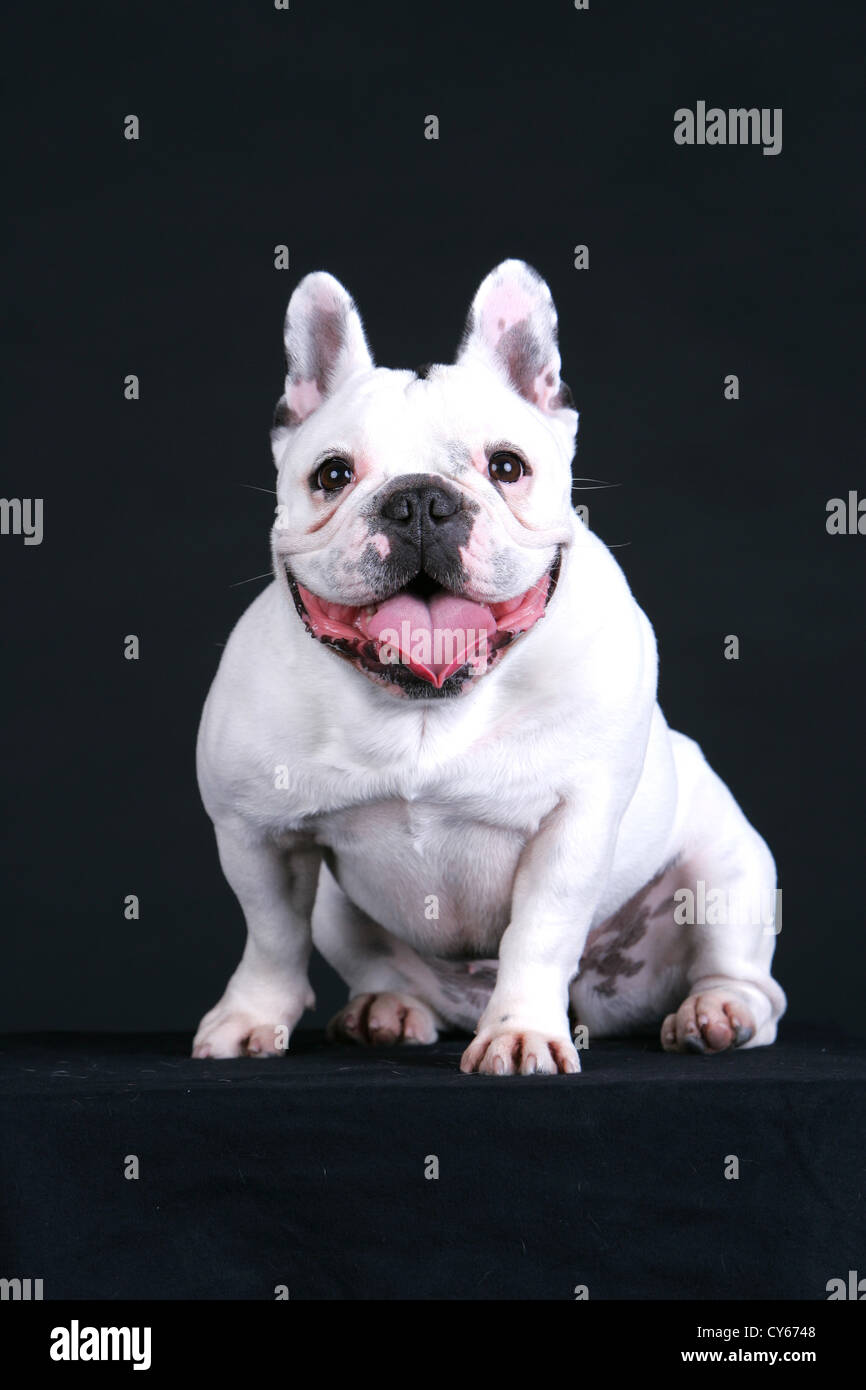sitting French Bulldog Stock Photo - Alamy