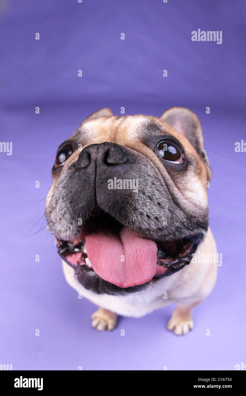 sitting French Bulldog Stock Photo - Alamy