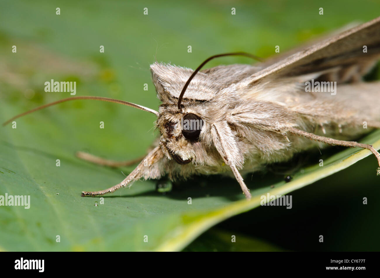 A close-up on the head of the shark moth (Cucullia umbratica) on a leaf ...