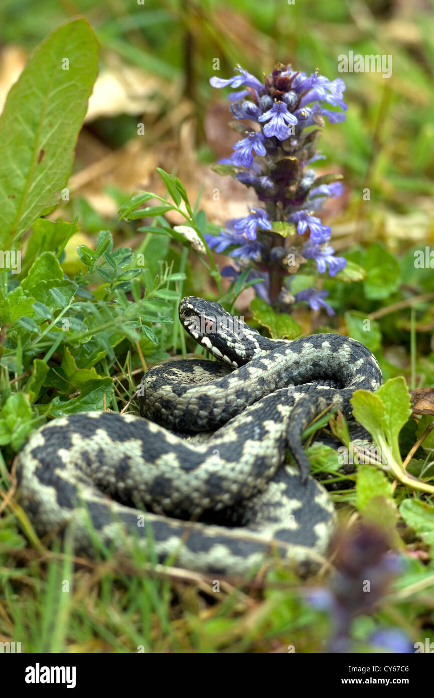 Black adder snake hi-res stock photography and images - Alamy