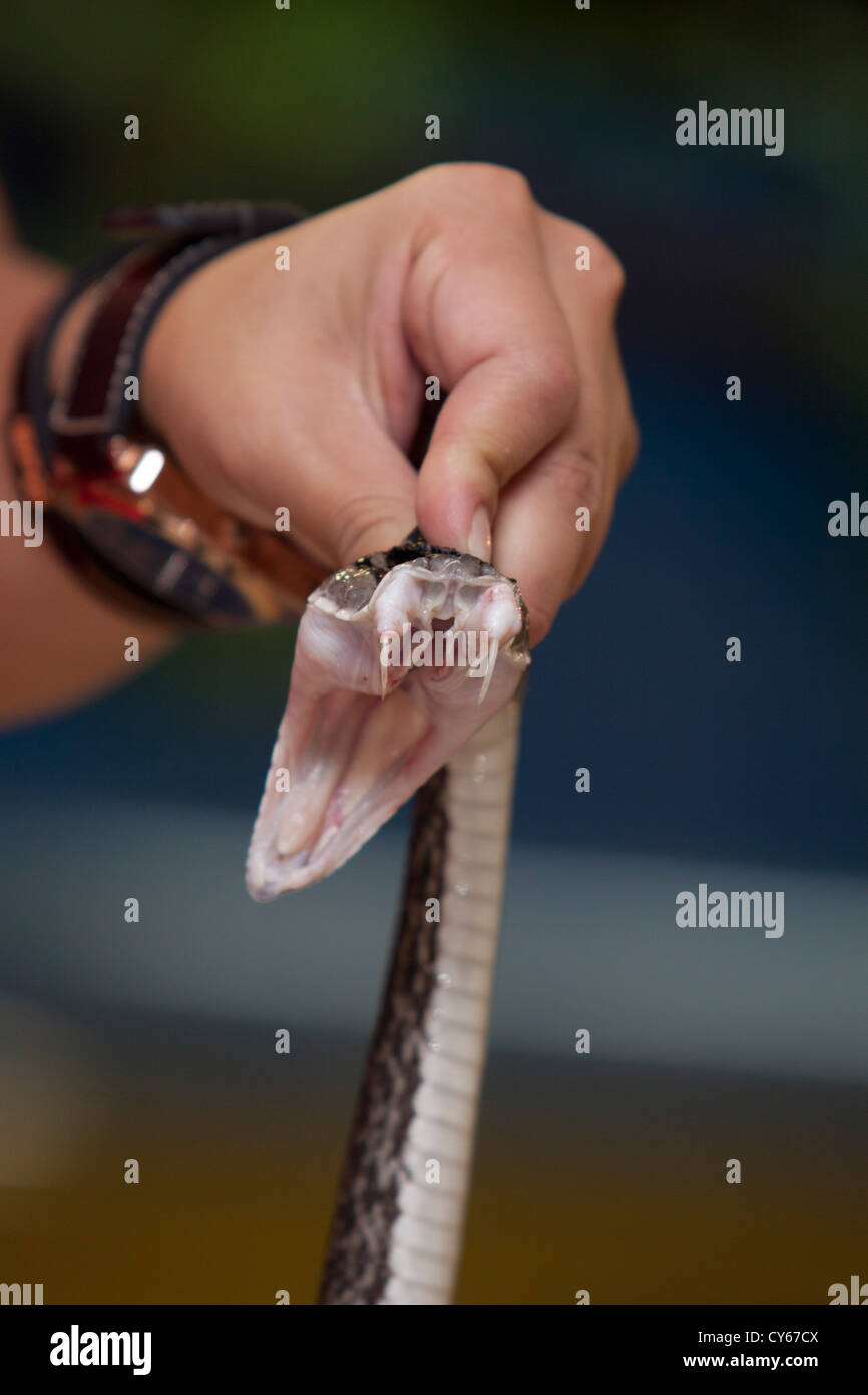 Habu snake hi-res stock photography and images - Alamy