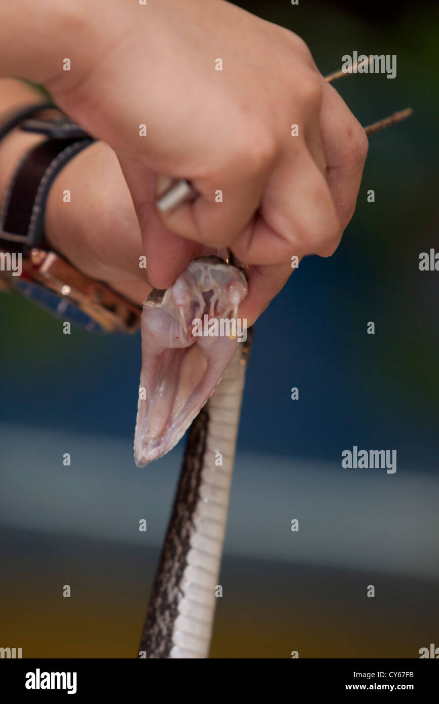 Habu snake hi-res stock photography and images - Alamy