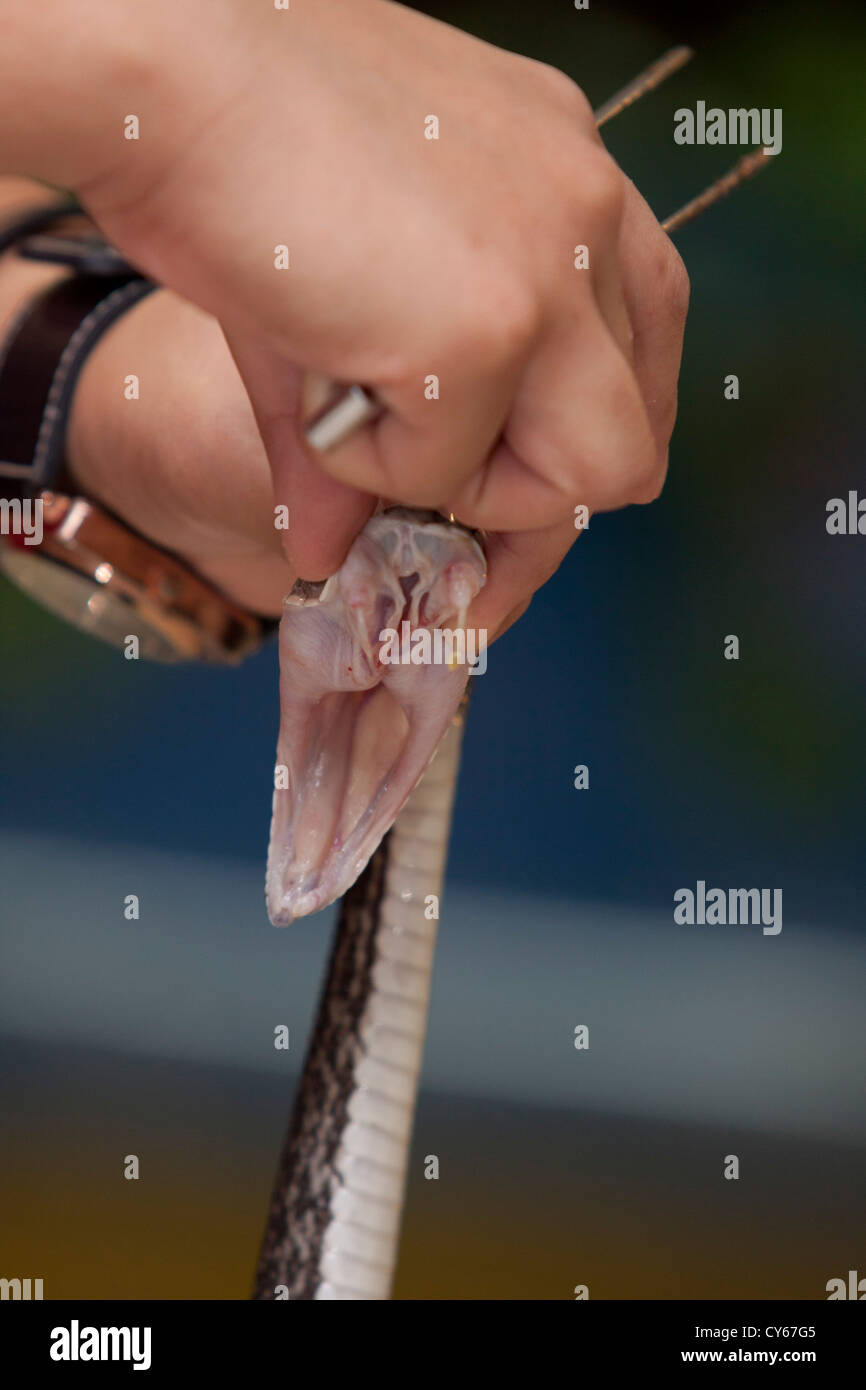 Habu snake hi-res stock photography and images - Alamy