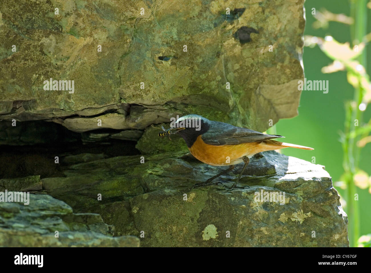 Male common redstart (Phoenicurus phoenicurus) carrying food into the ...